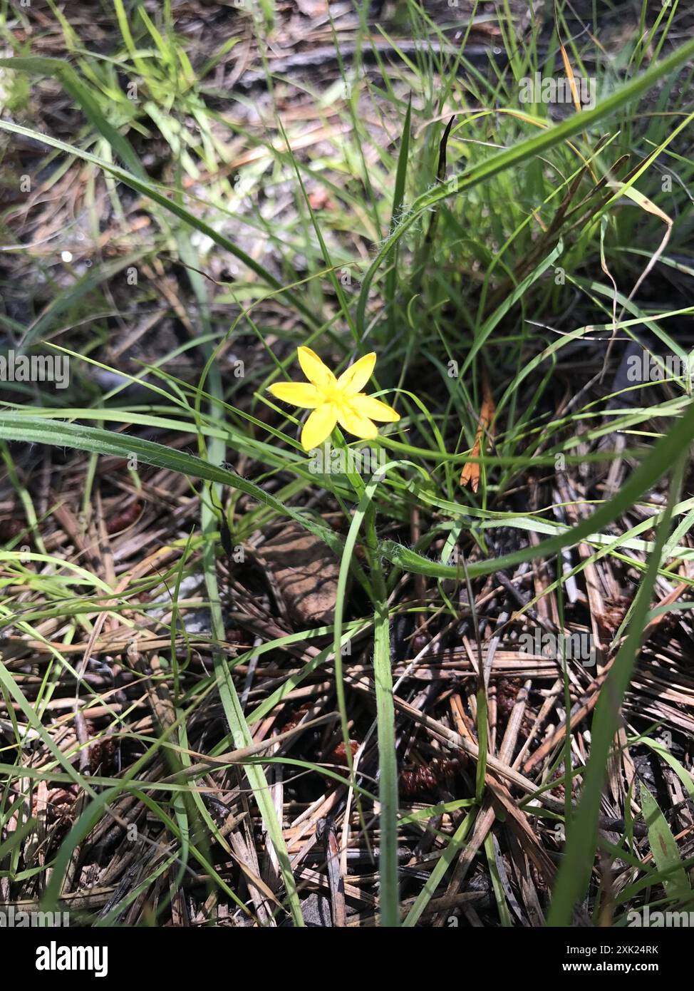 yellow star grass (Hypoxis hirsuta) Plantae Stock Photo - Alamy