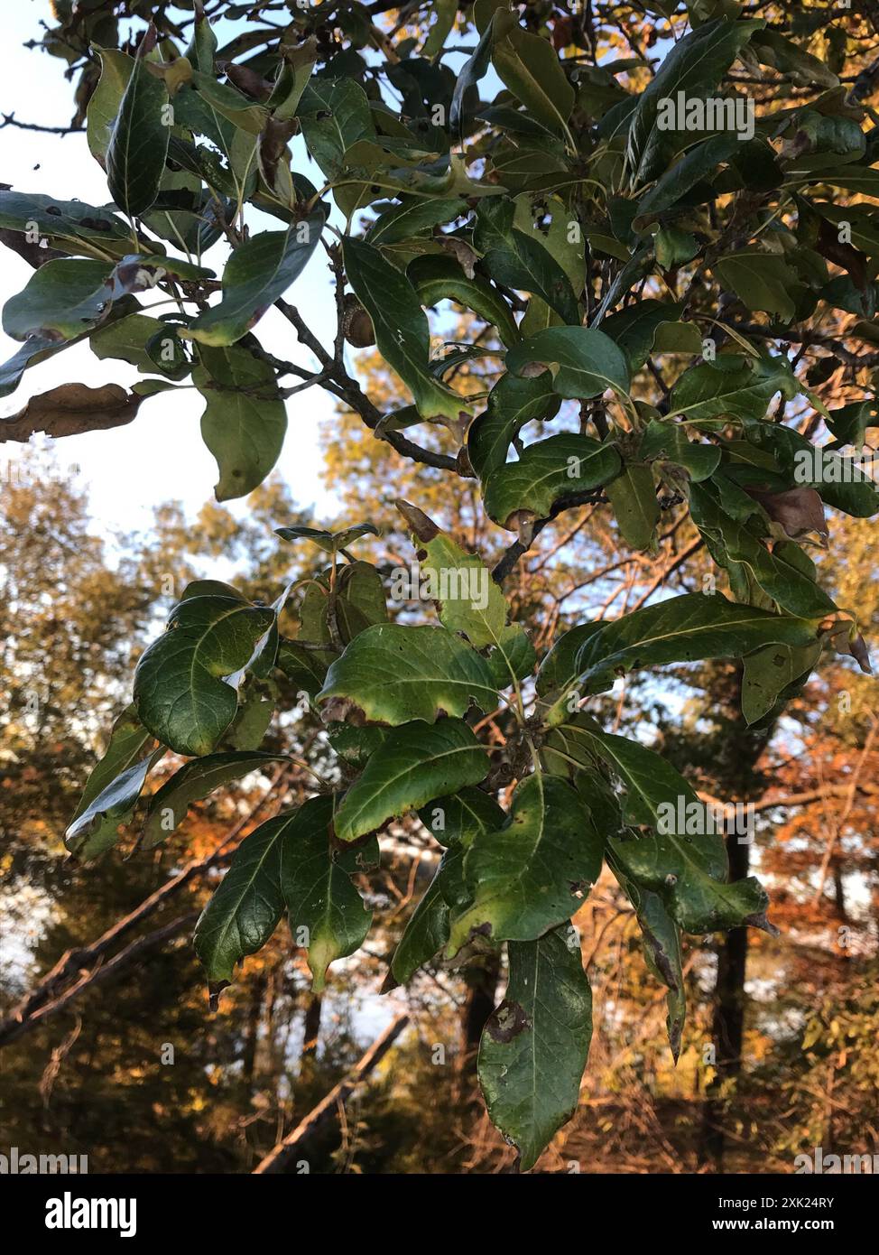 shingle oak (Quercus imbricaria) Plantae Stock Photo - Alamy