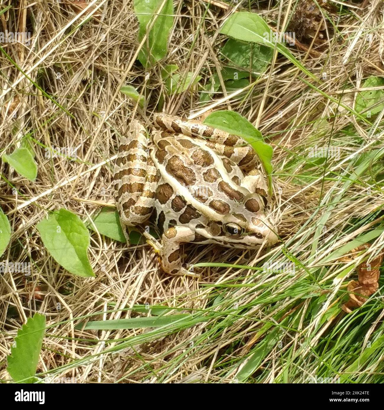 Pickerel Frog (Lithobates palustris) Amphibia Stock Photo - Alamy
