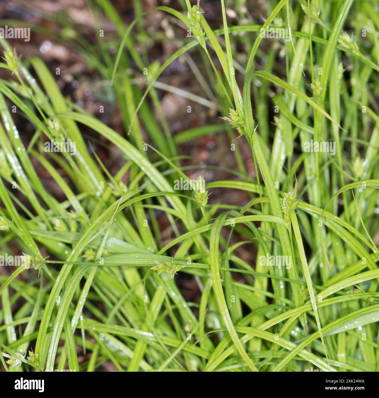 grasses, sedges, cattails, and allies (Poales) Plantae Stock Photo - Alamy
