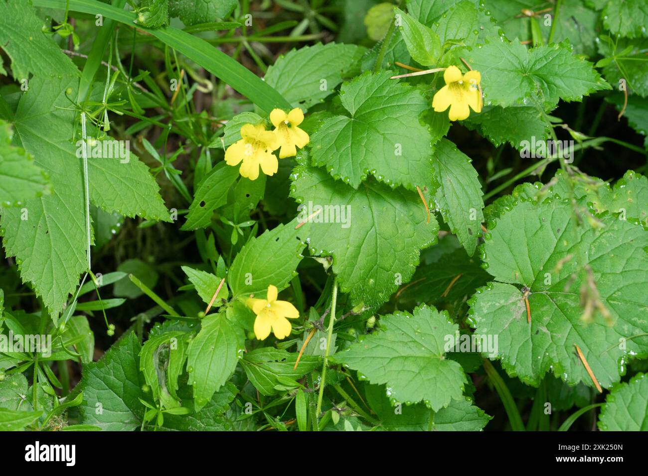 Coastal Monkeyflower (Erythranthe dentata) Plantae Stock Photo - Alamy