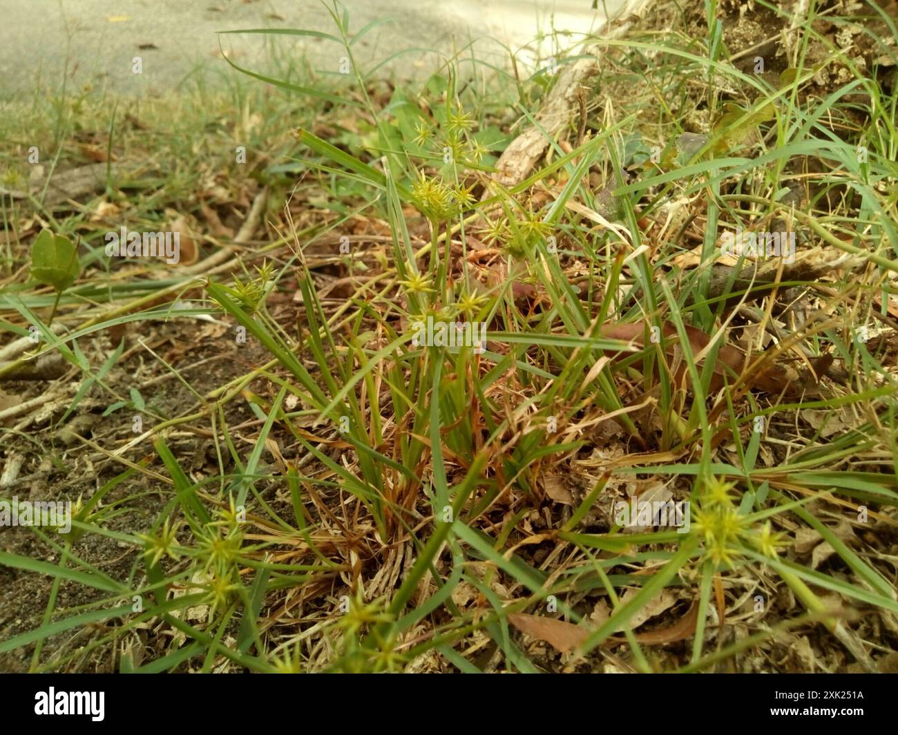 Baldwin's Flatsedge (Cyperus croceus) Plantae Stock Photo - Alamy