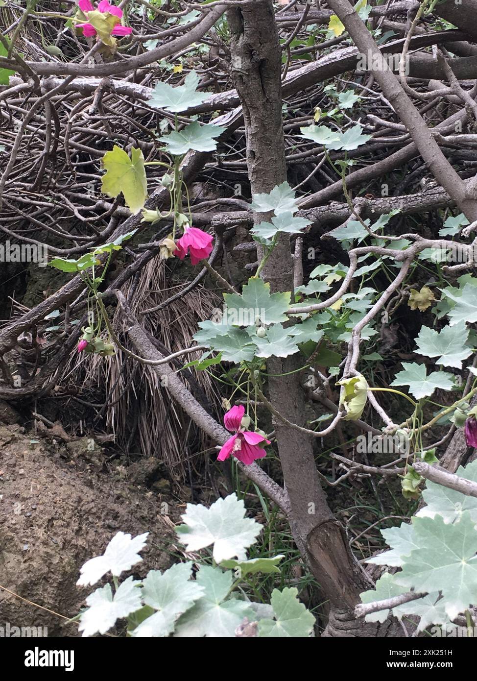 Mallow and Hibiscus Family (Malvaceae) Plantae Stock Photo - Alamy