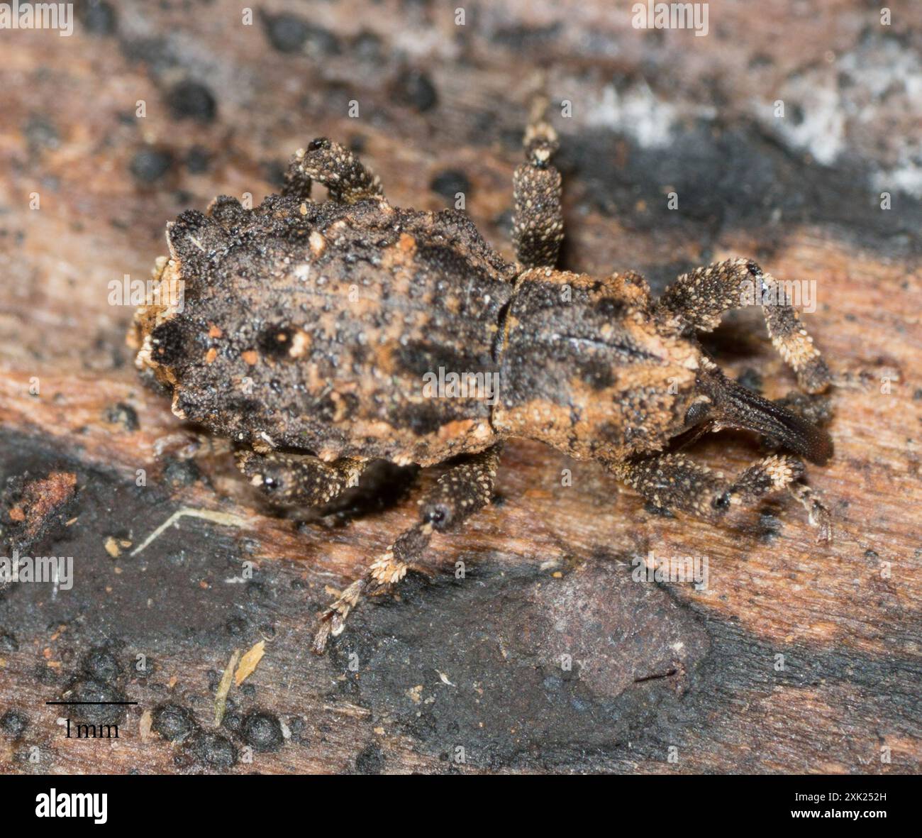 (Sthereus horridus) Insecta Stock Photo - Alamy
