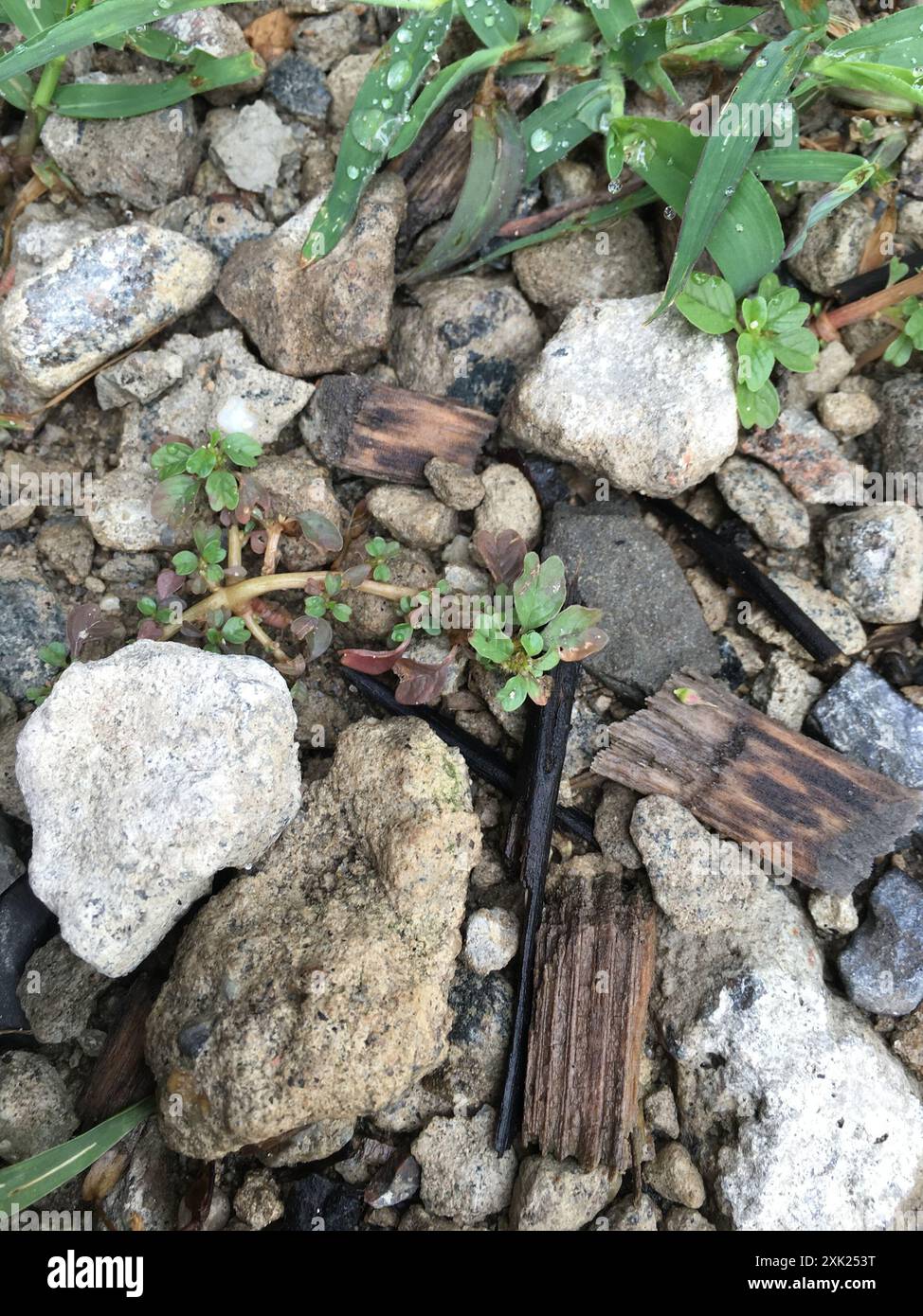 purple amaranth (Amaranthus blitum) Plantae Stock Photo - Alamy