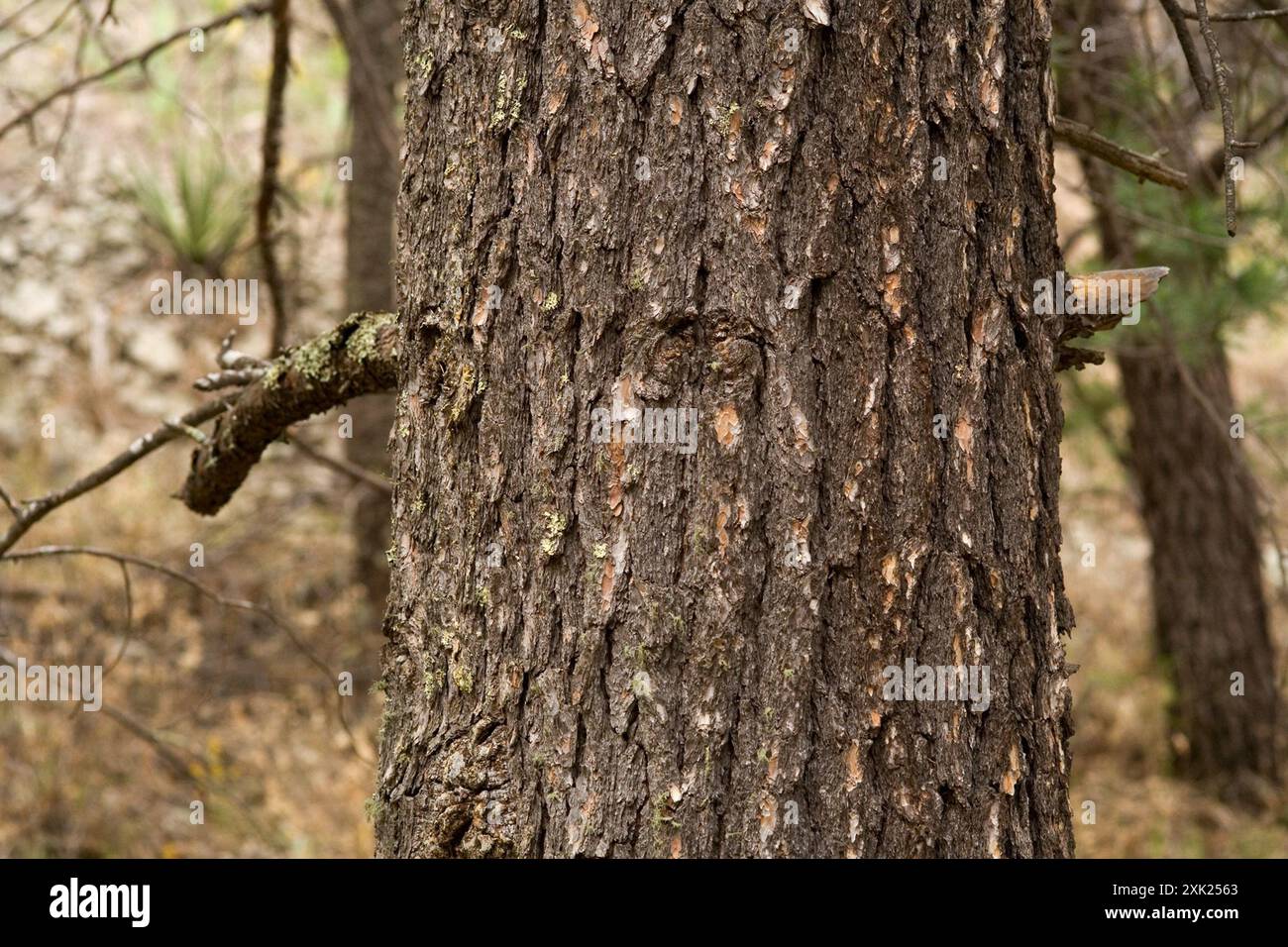 southwestern white pine (Pinus strobiformis) Plantae Stock Photo - Alamy