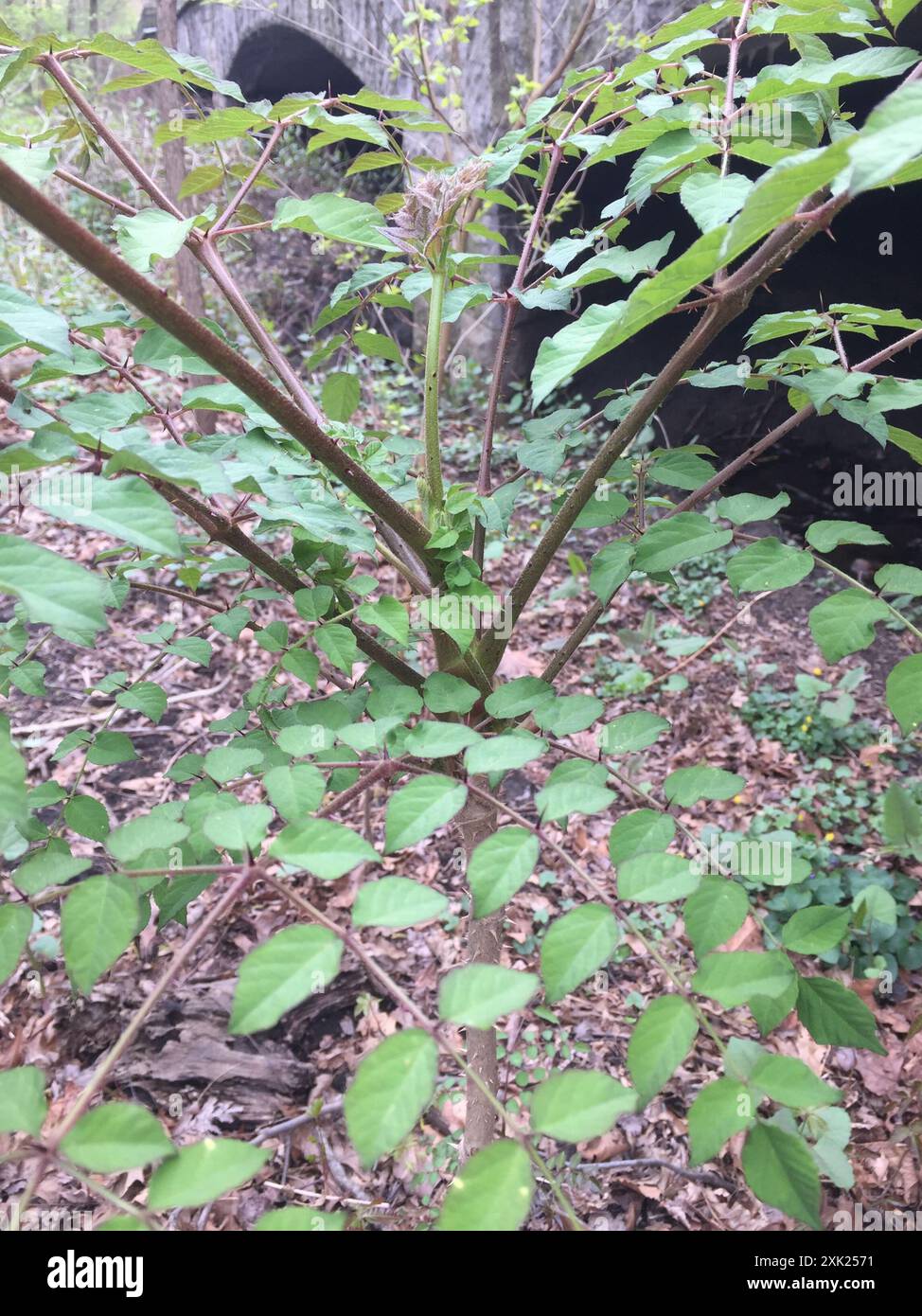 Japanese angelica tree (Aralia elata) Plantae Stock Photo - Alamy