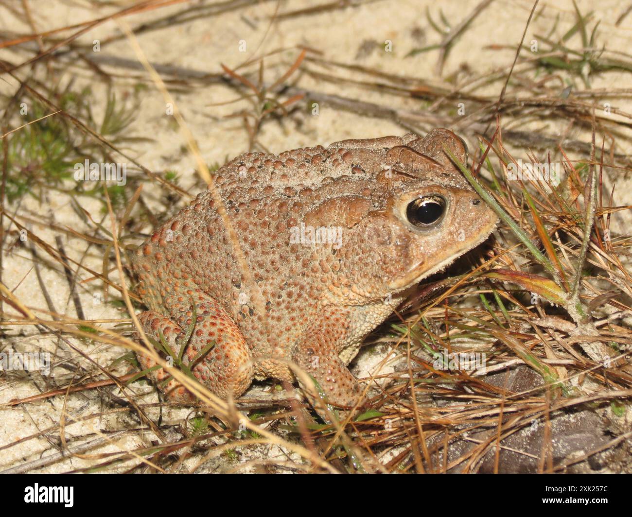 Southern Toad (Anaxyrus terrestris) Amphibia Stock Photo - Alamy