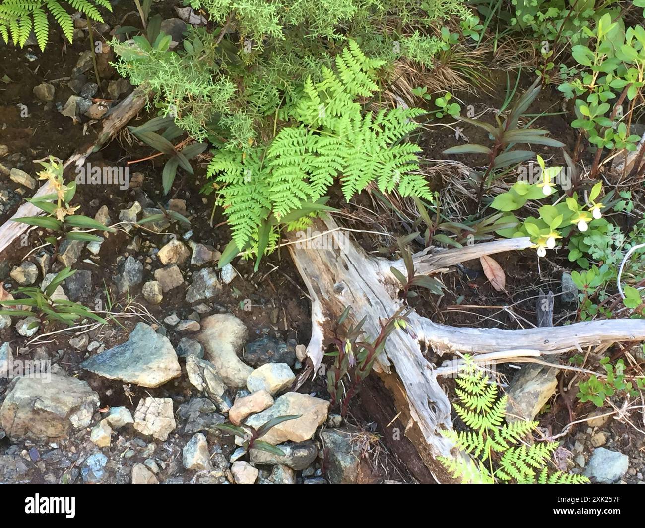 Stream Orchid (Epipactis gigantea) Plantae Stock Photo - Alamy