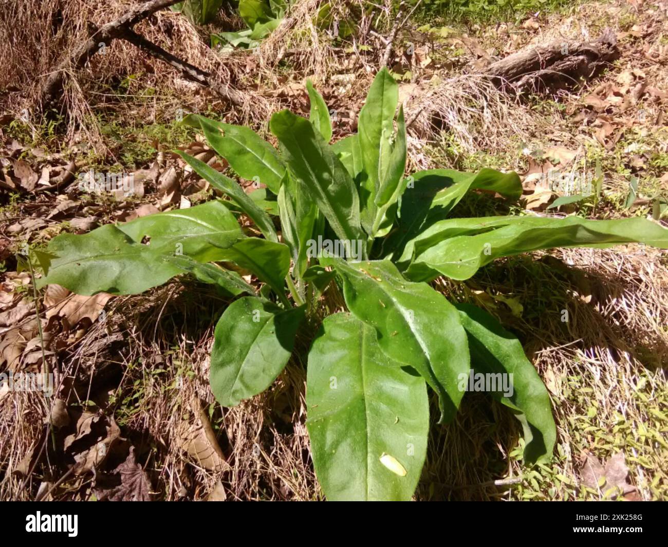 wild comfrey (Andersonglossum virginianum) Plantae Stock Photo - Alamy