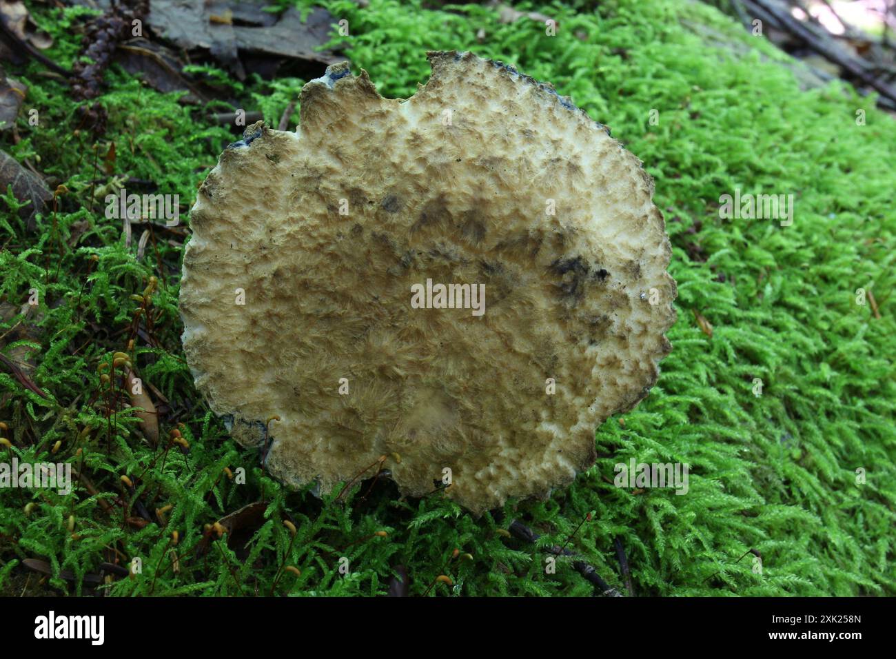 Gyroporus cyanescens hi-res stock photography and images - Alamy