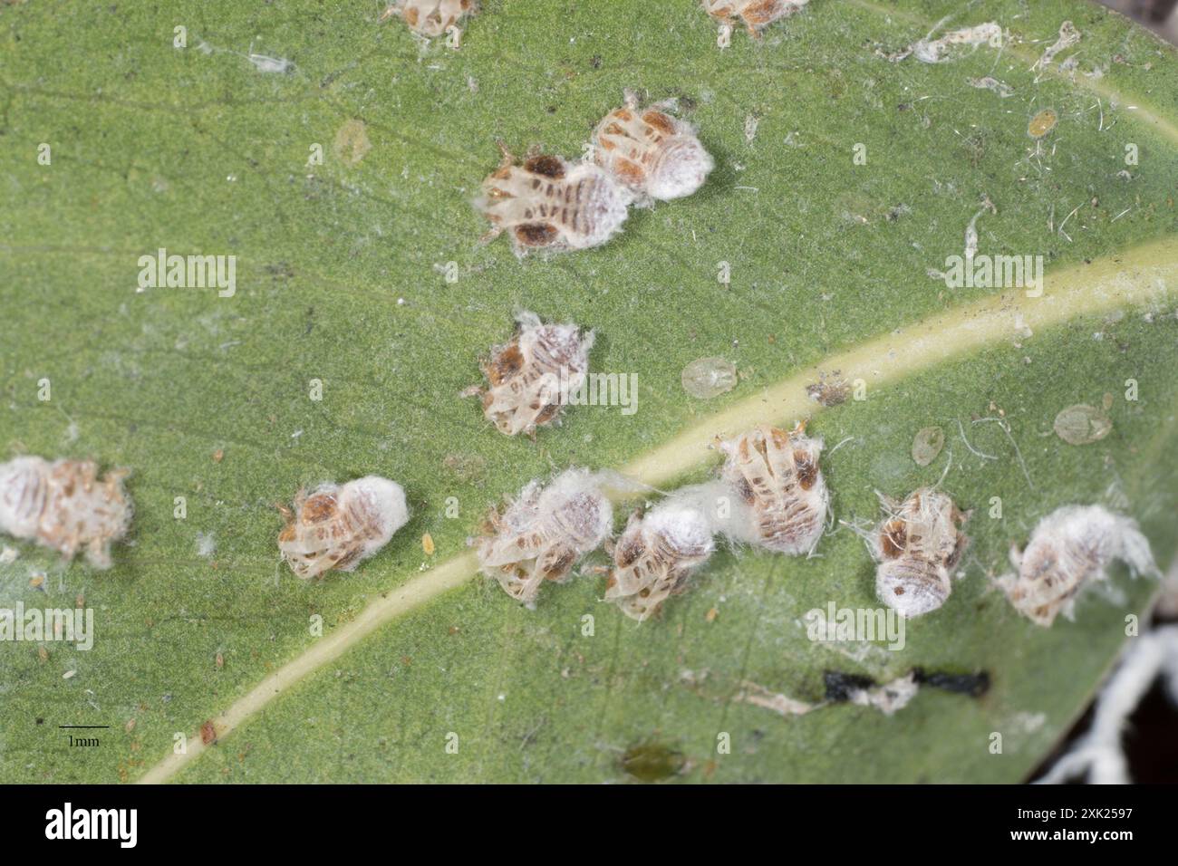 Curtain Fig Psyllid (Macrohomotoma gladiatum) Insecta Stock Photo - Alamy