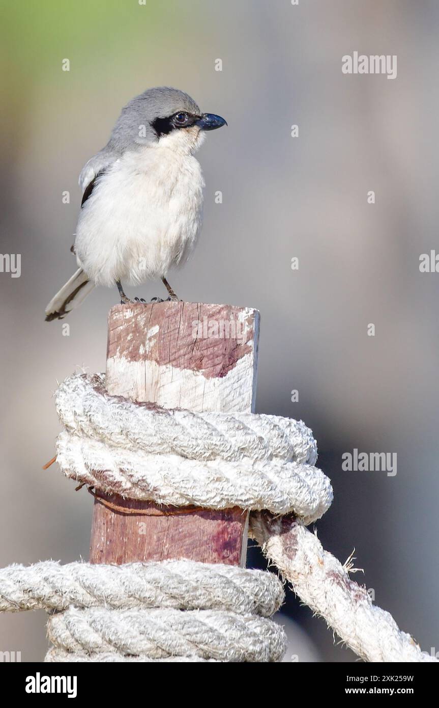 Great grey shrike Stock Photo - Alamy