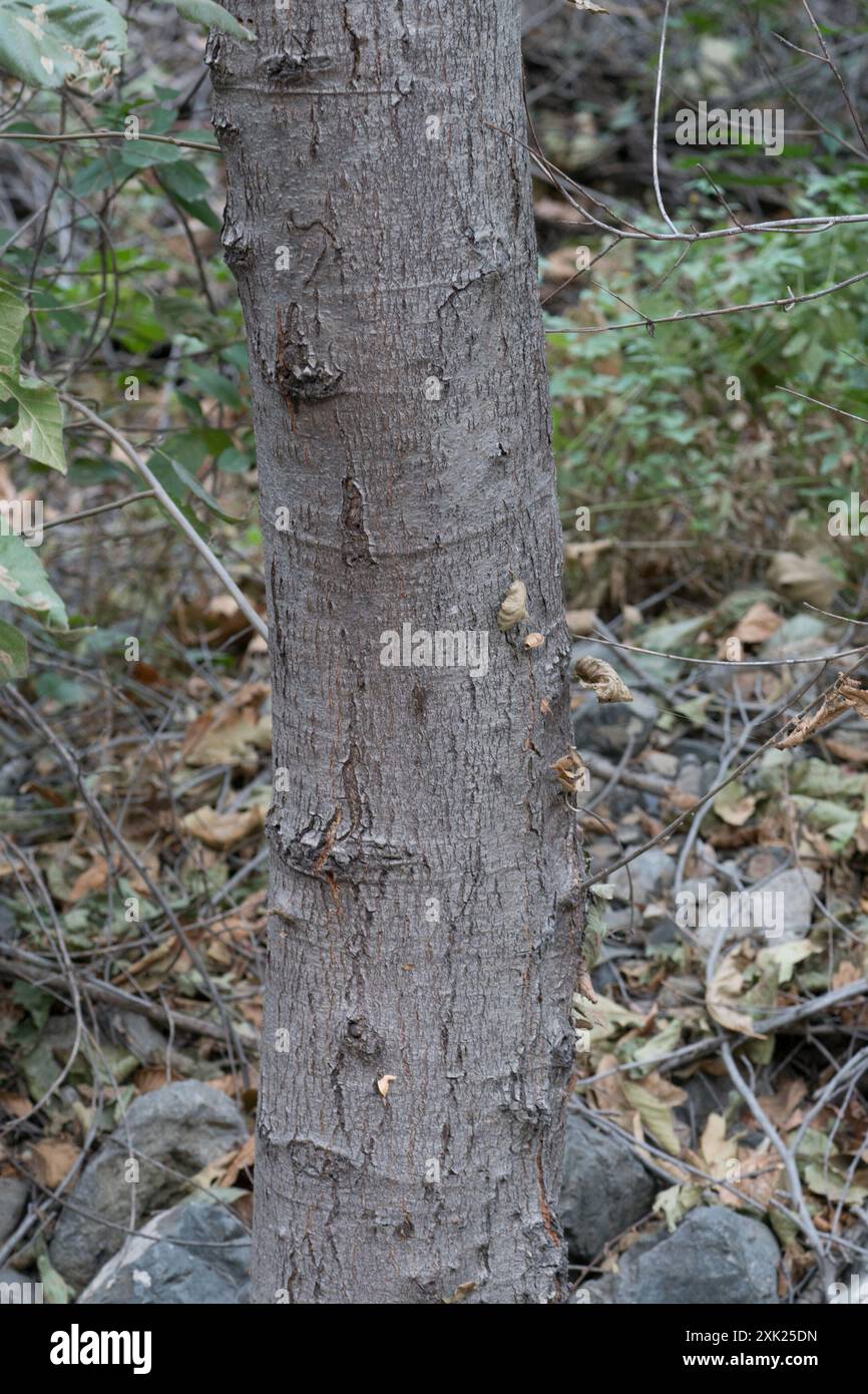 white alder (Alnus rhombifolia) Plantae Stock Photo - Alamy