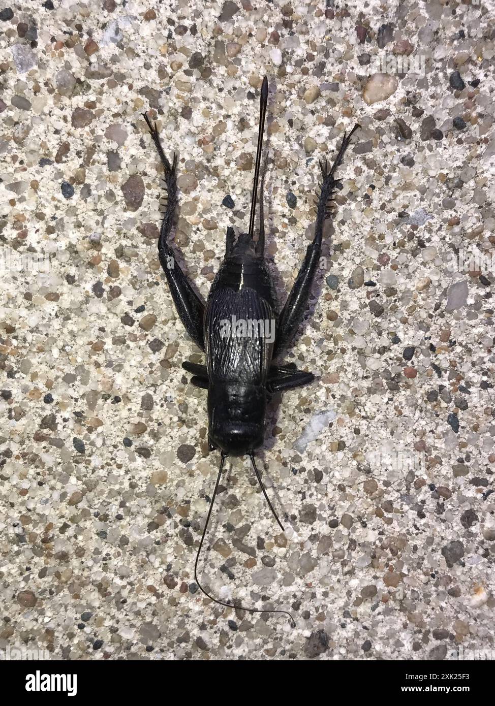 Fall Field Cricket (Gryllus pennsylvanicus) Insecta Stock Photo - Alamy