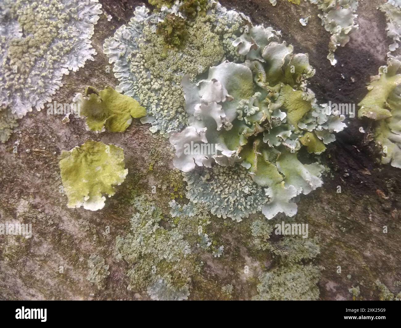 Ruffle Lichens (Parmotrema) Fungi Stock Photo - Alamy