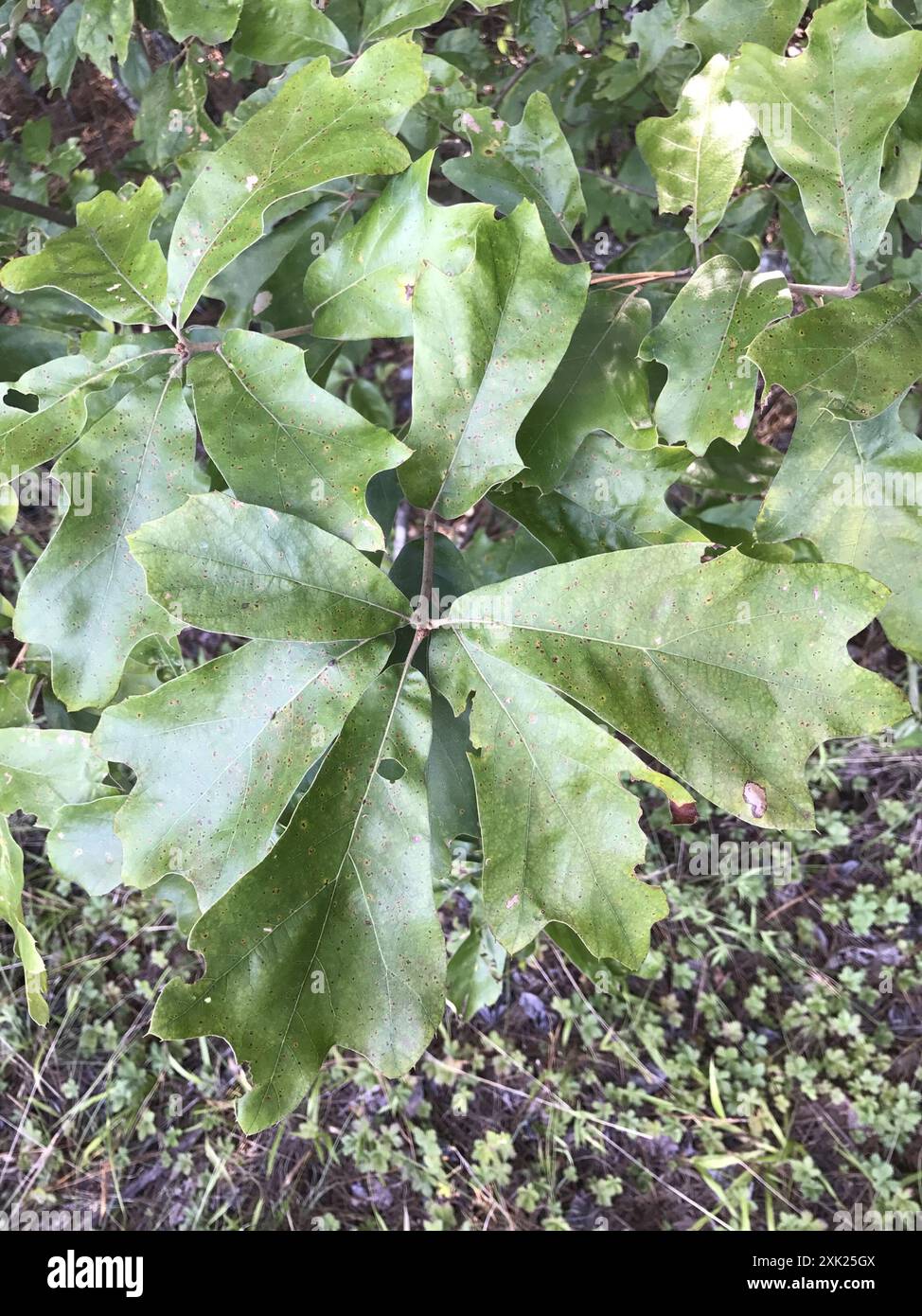 southern red oak (Quercus falcata) Plantae Stock Photo - Alamy