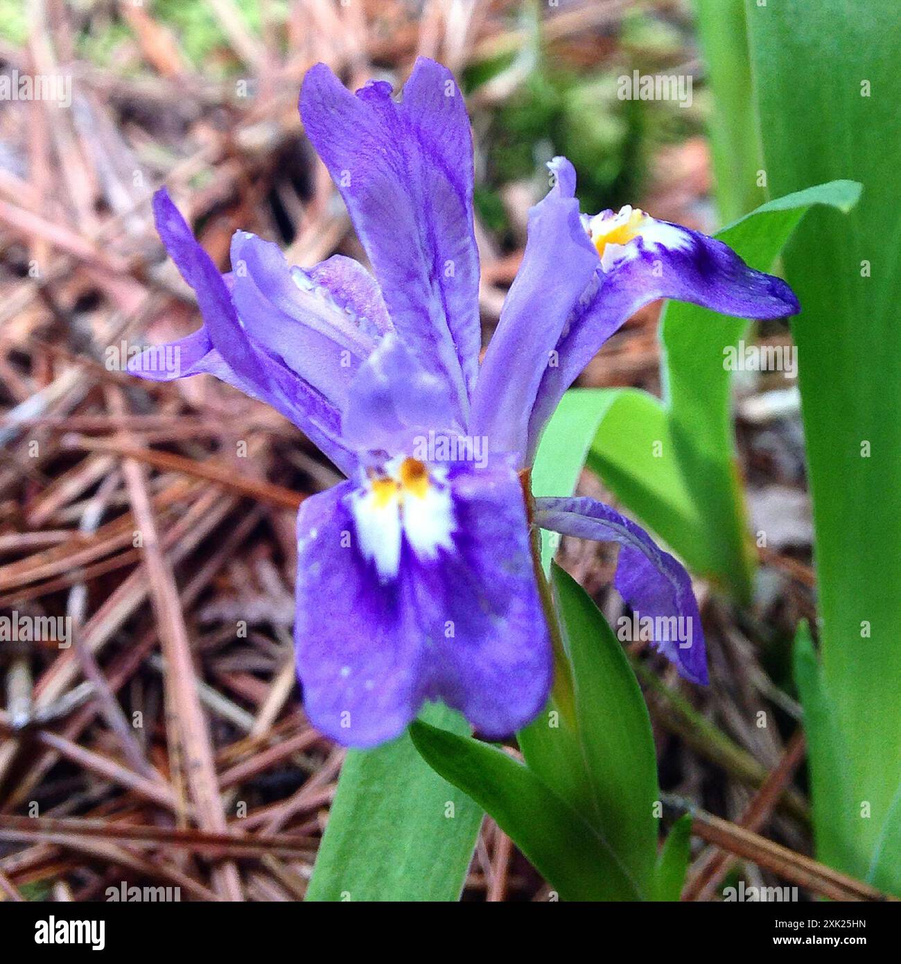 Dwarf Lake Iris (Iris lacustris) Plantae Stock Photo - Alamy