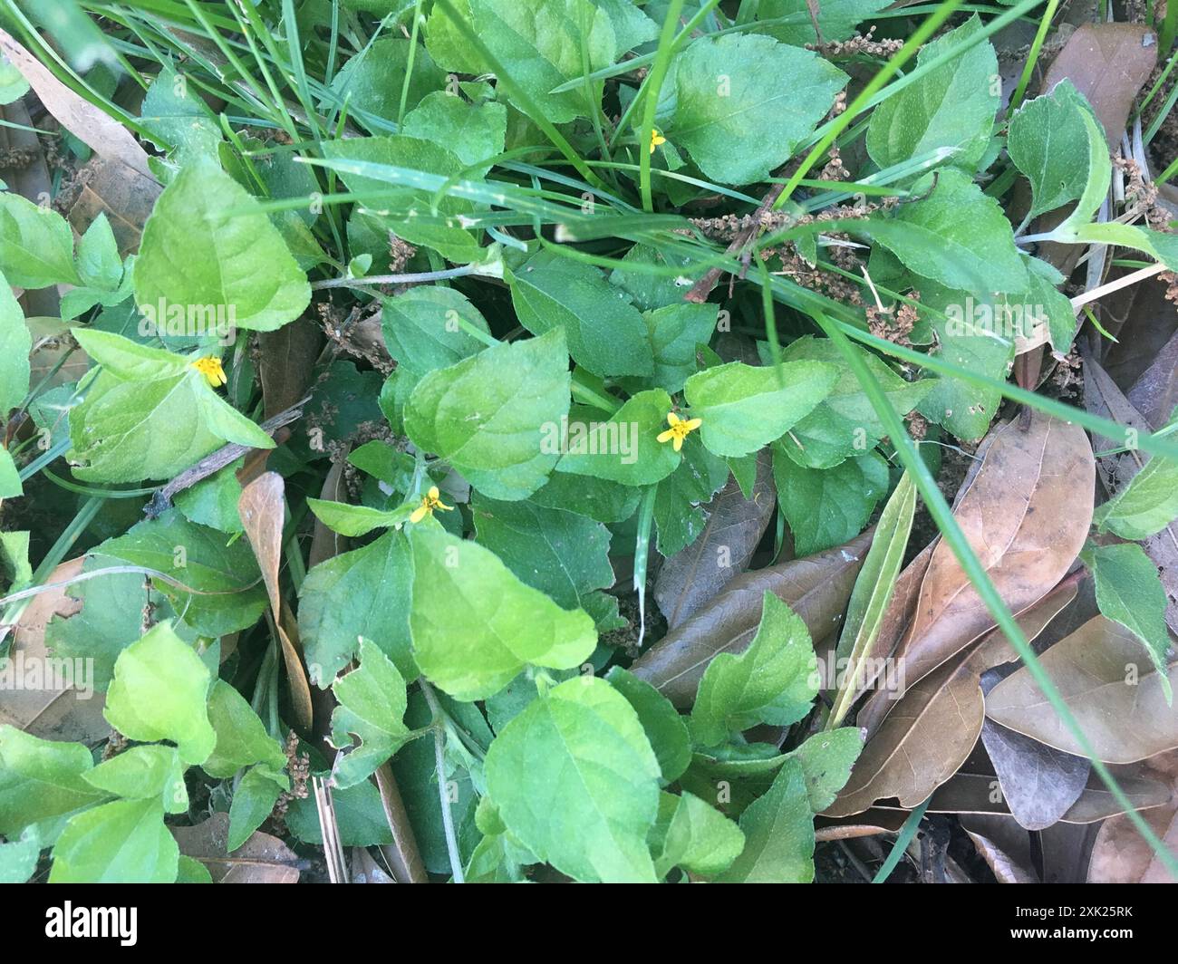 straggler daisy (Calyptocarpus vialis) Plantae Stock Photo - Alamy