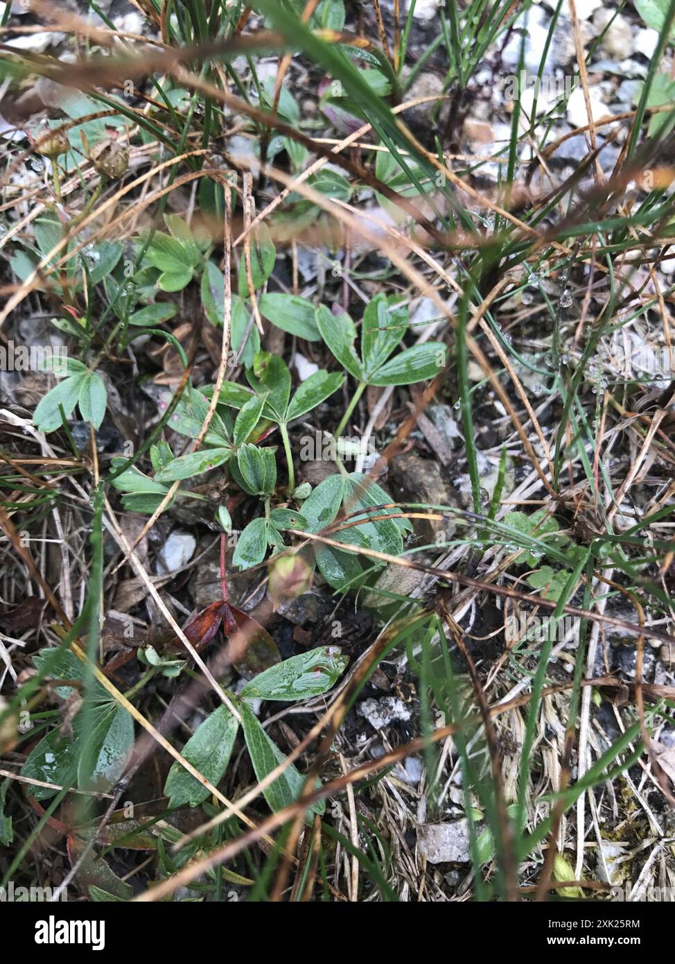 three-toothed cinquefoil (Sibbaldiopsis tridentata) Plantae Stock Photo ...