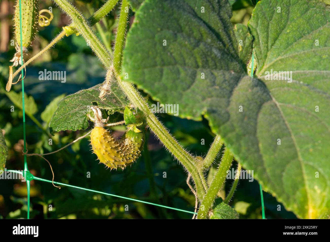 Close-up of a cucumber plant affected by drought and heat stress ...