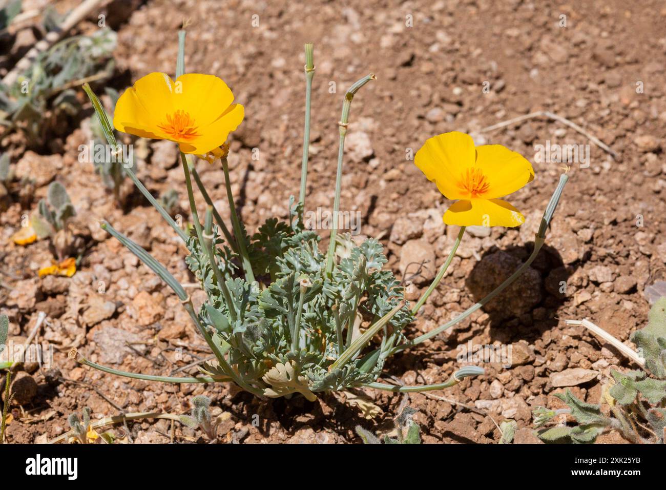 Mexican poppy (Eschscholzia californica mexicana) Plantae Stock Photo ...