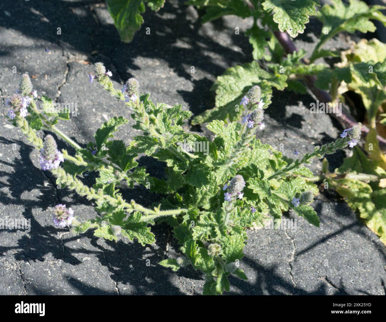 western vervain (Verbena lasiostachys) Plantae Stock Photo - Alamy