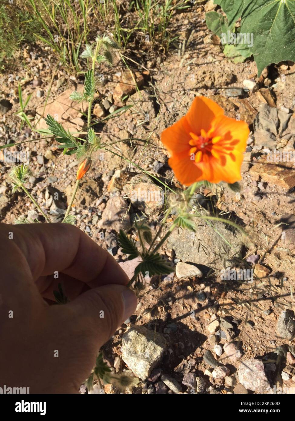 Arizona poppy (Kallstroemia grandiflora) Plantae Stock Photo - Alamy