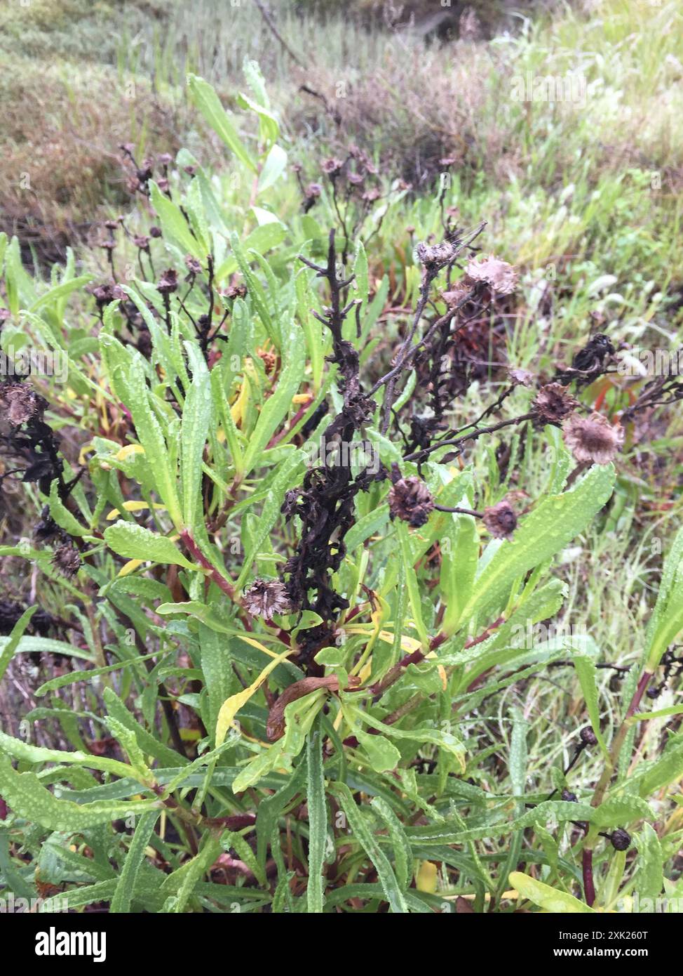 Oregon Gumplant (Grindelia stricta) Plantae Stock Photo - Alamy
