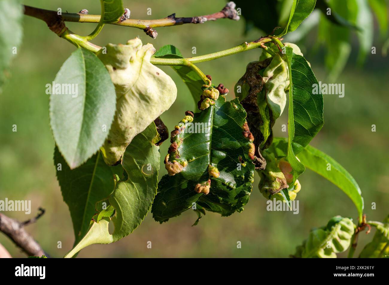 Peach tree suffering from leaf curl disease, characterized by distorted ...
