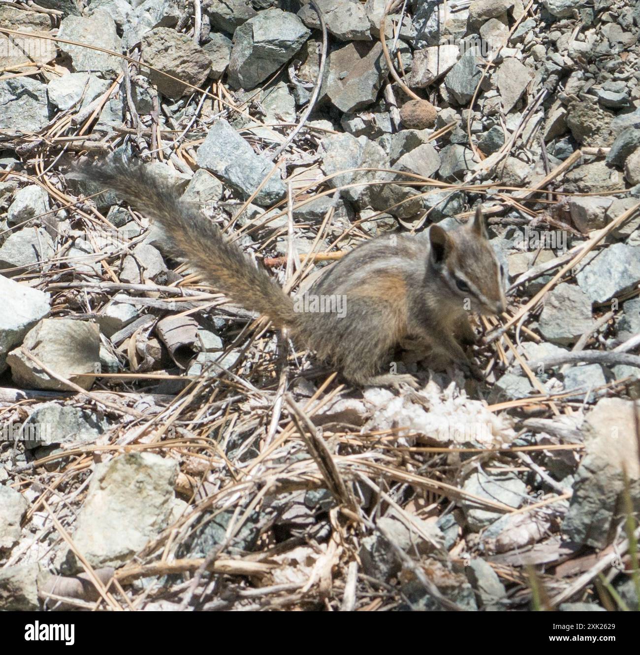 Western Chipmunks (Neotamias) Mammalia Stock Photo - Alamy