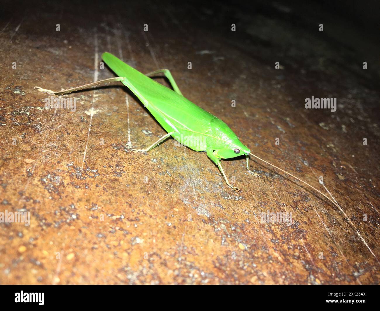 Common Coneheads (Neoconocephalus) Insecta Stock Photo - Alamy