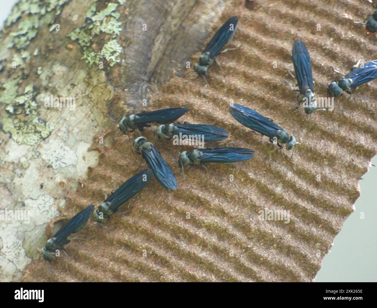 Synoeca septentrionalis hi-res stock photography and images - Alamy