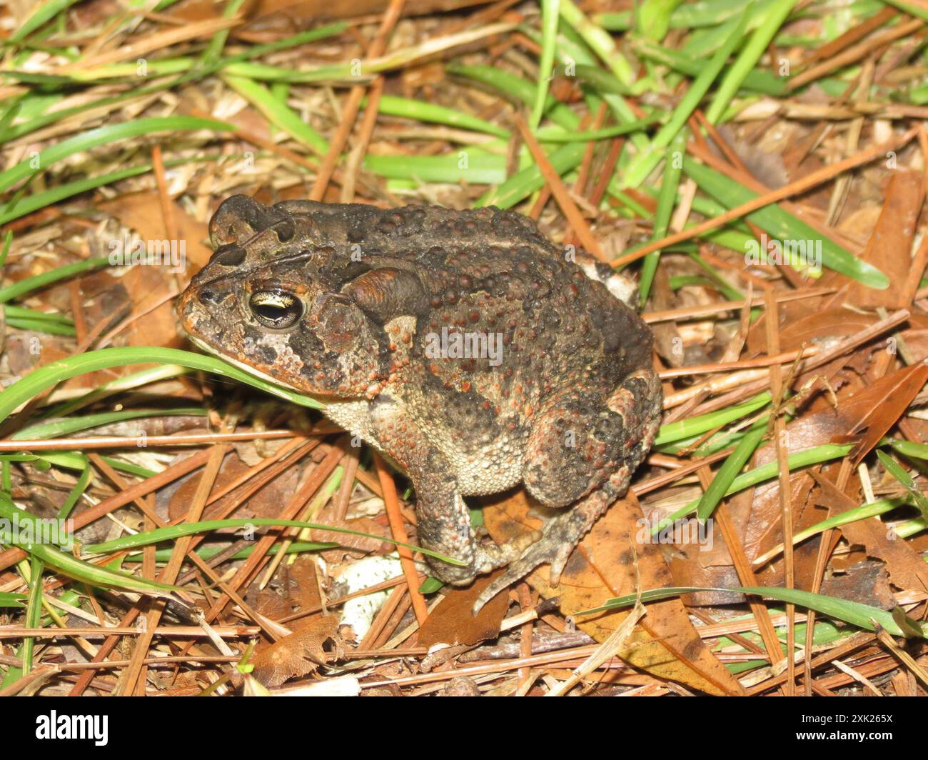 Southern Toad (Anaxyrus terrestris) Amphibia Stock Photo - Alamy