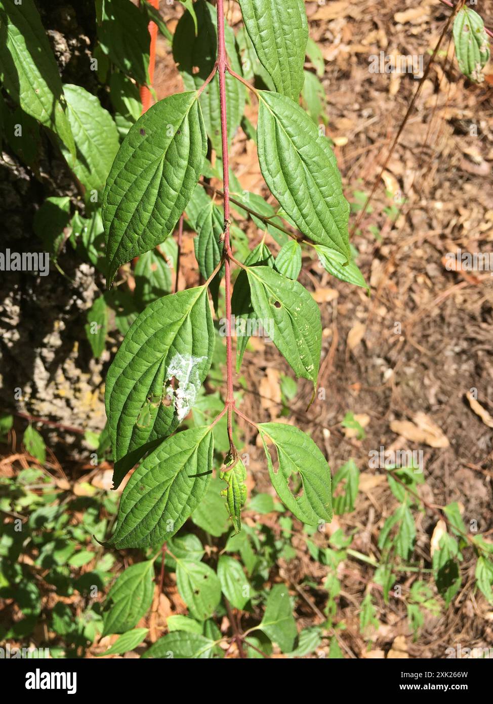 (Cornus excelsa) Plantae Stock Photo - Alamy