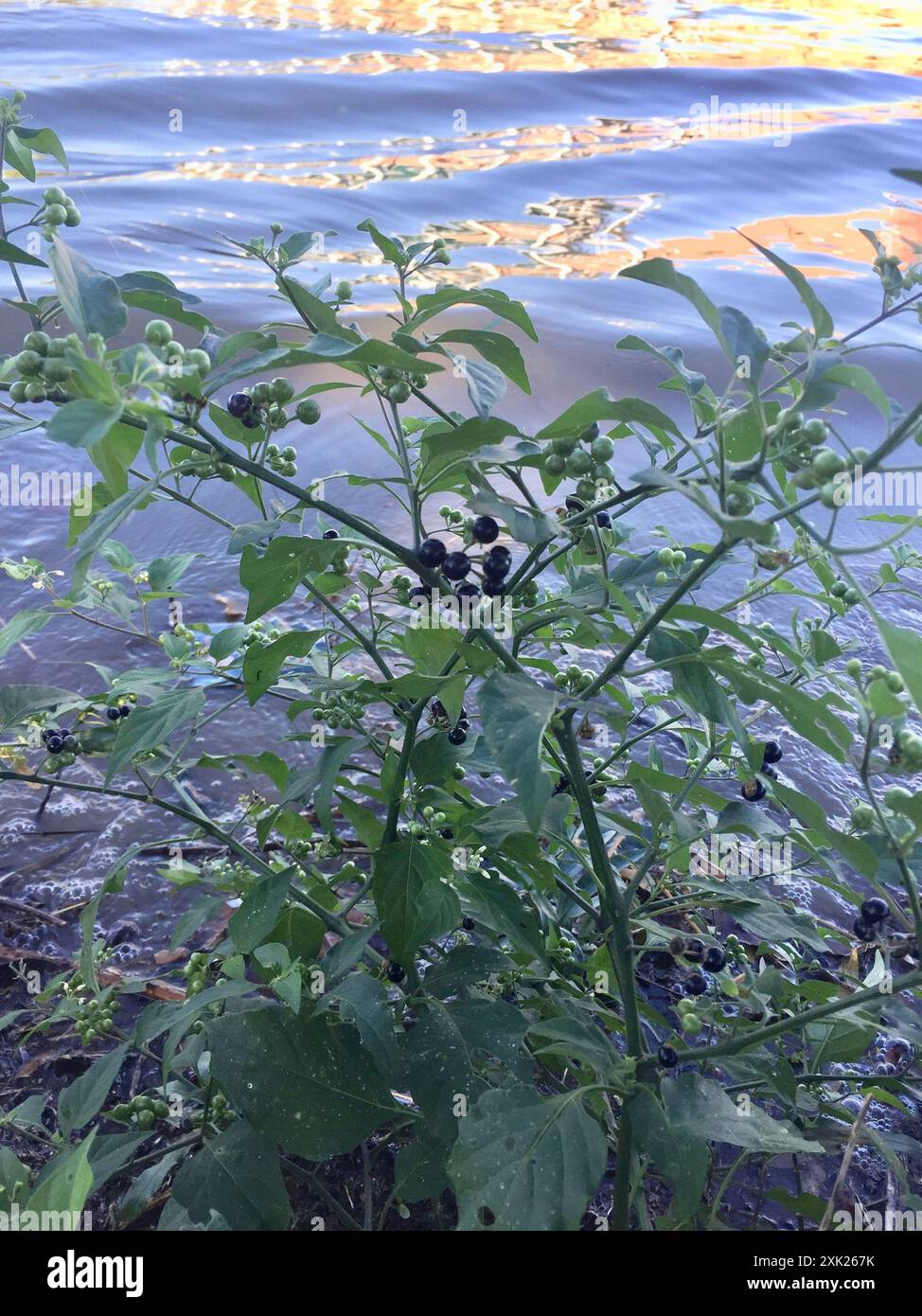 American black nightshade (Solanum americanum) Plantae Stock Photo - Alamy