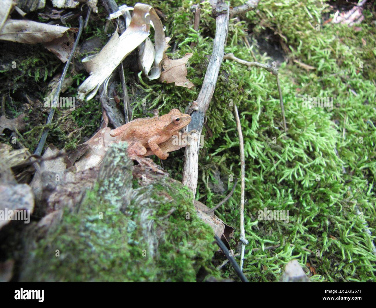 Spring Peeper (Pseudacris crucifer) Amphibia Stock Photo - Alamy