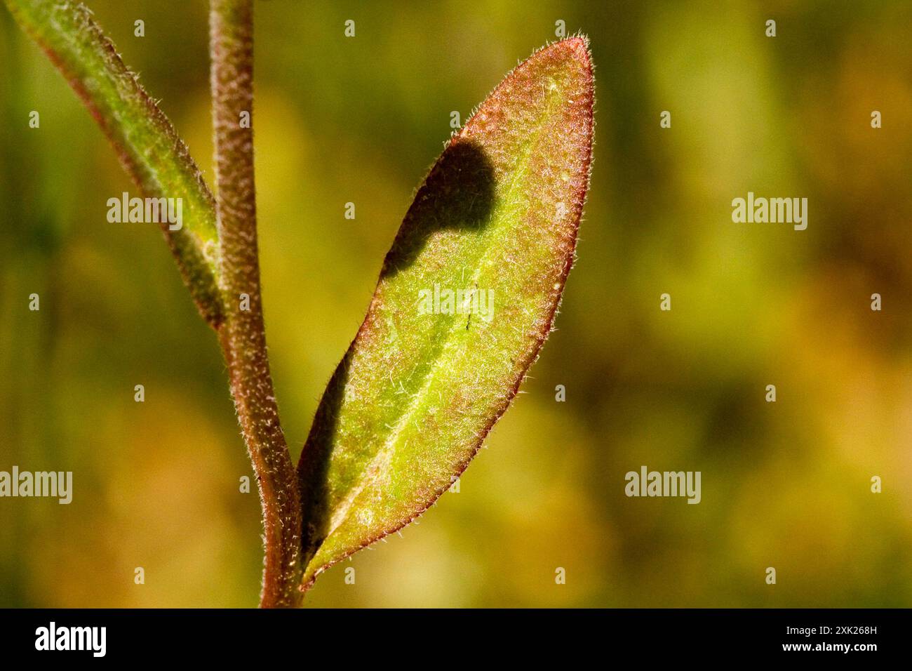 littlepod false flax (Camelina microcarpa) Plantae Stock Photo - Alamy