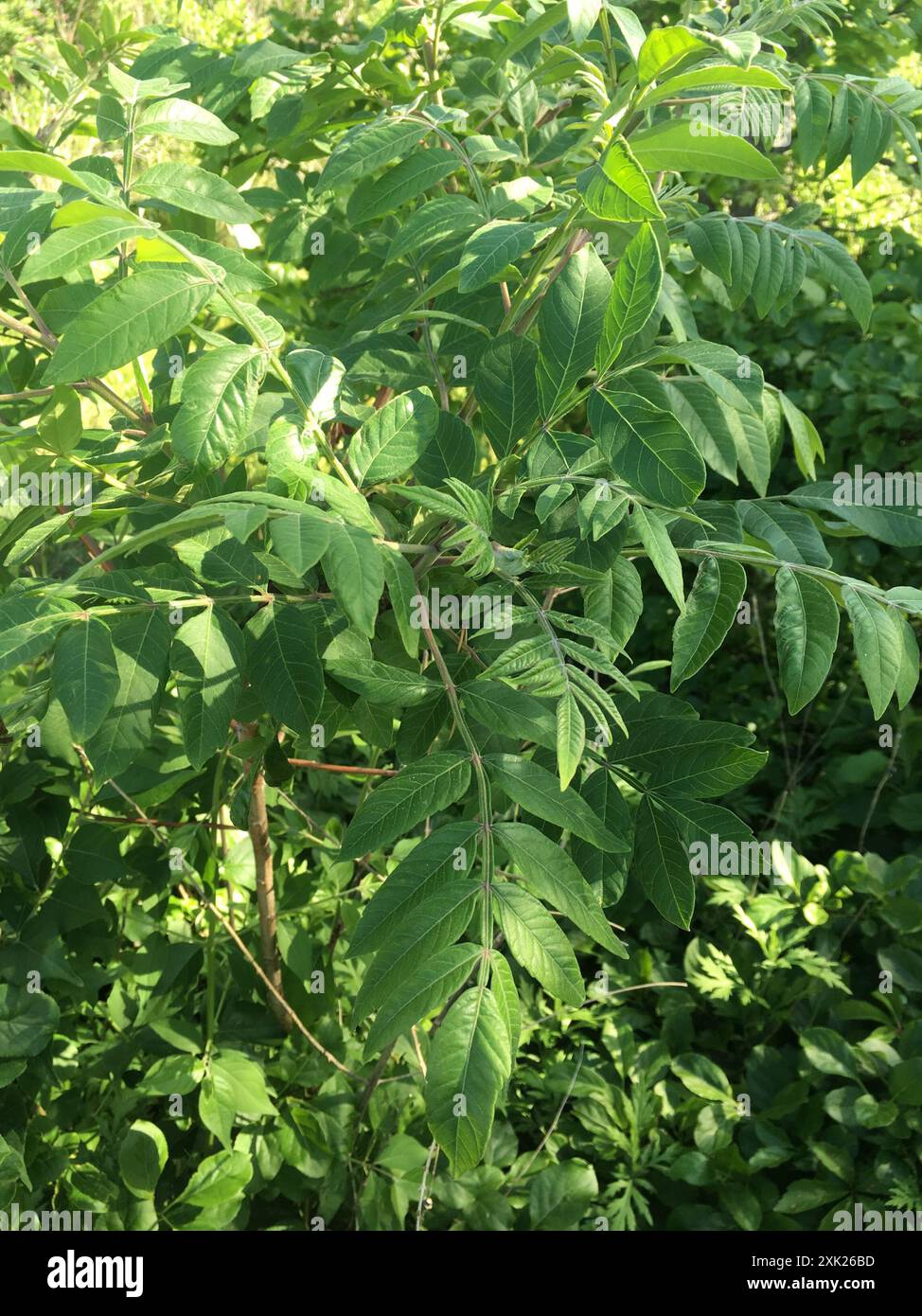shining sumac (Rhus copallinum) Plantae Stock Photo - Alamy