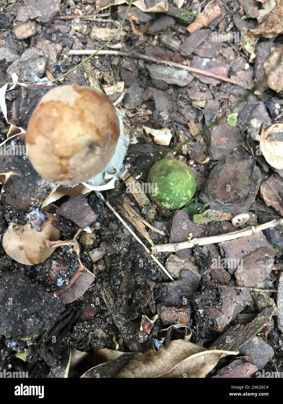Rounded earthstar hi-res stock photography and images - Alamy