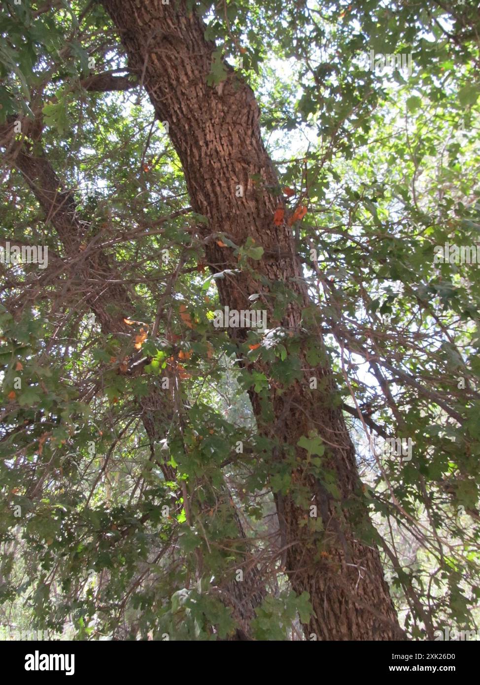 valley oak (Quercus lobata) Plantae Stock Photo - Alamy