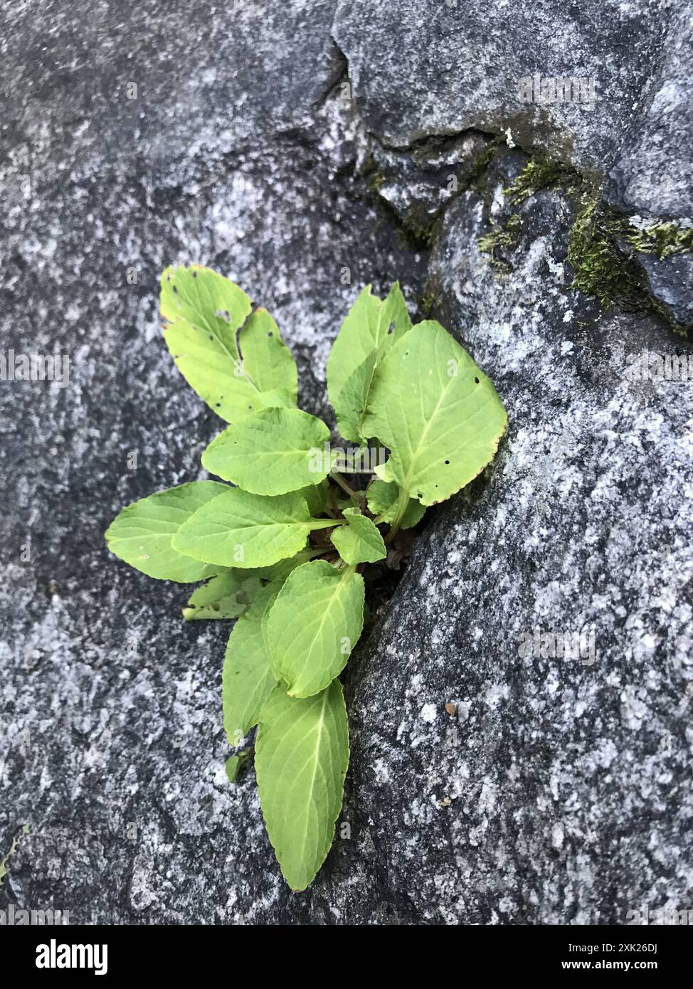 primrose-leaved violet (Viola primulifolia) Plantae Stock Photo - Alamy