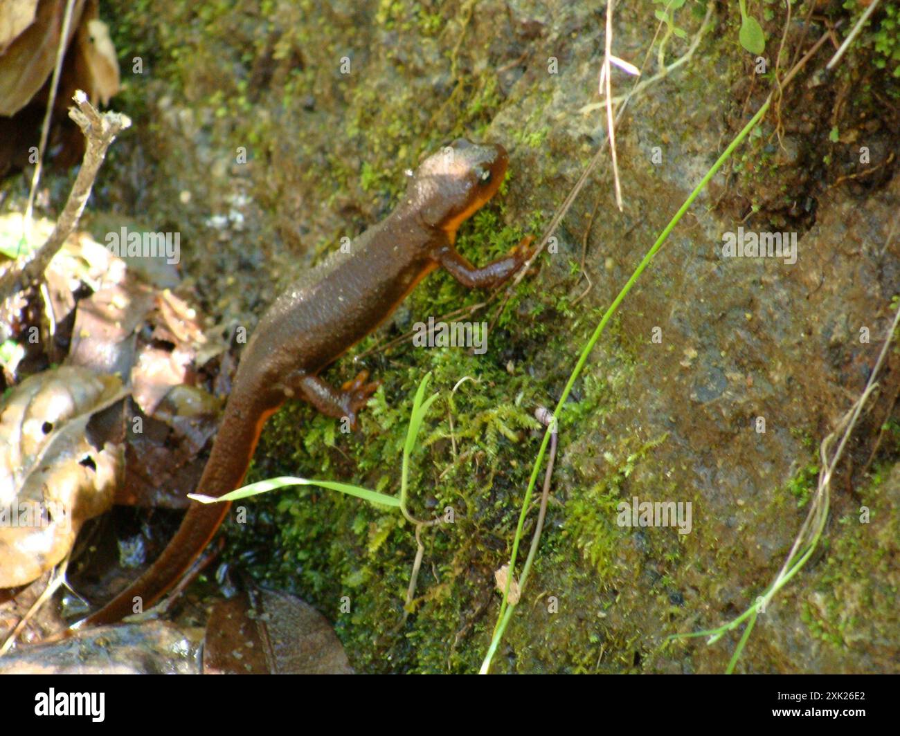 California Newt (Taricha torosa) Amphibia Stock Photo - Alamy