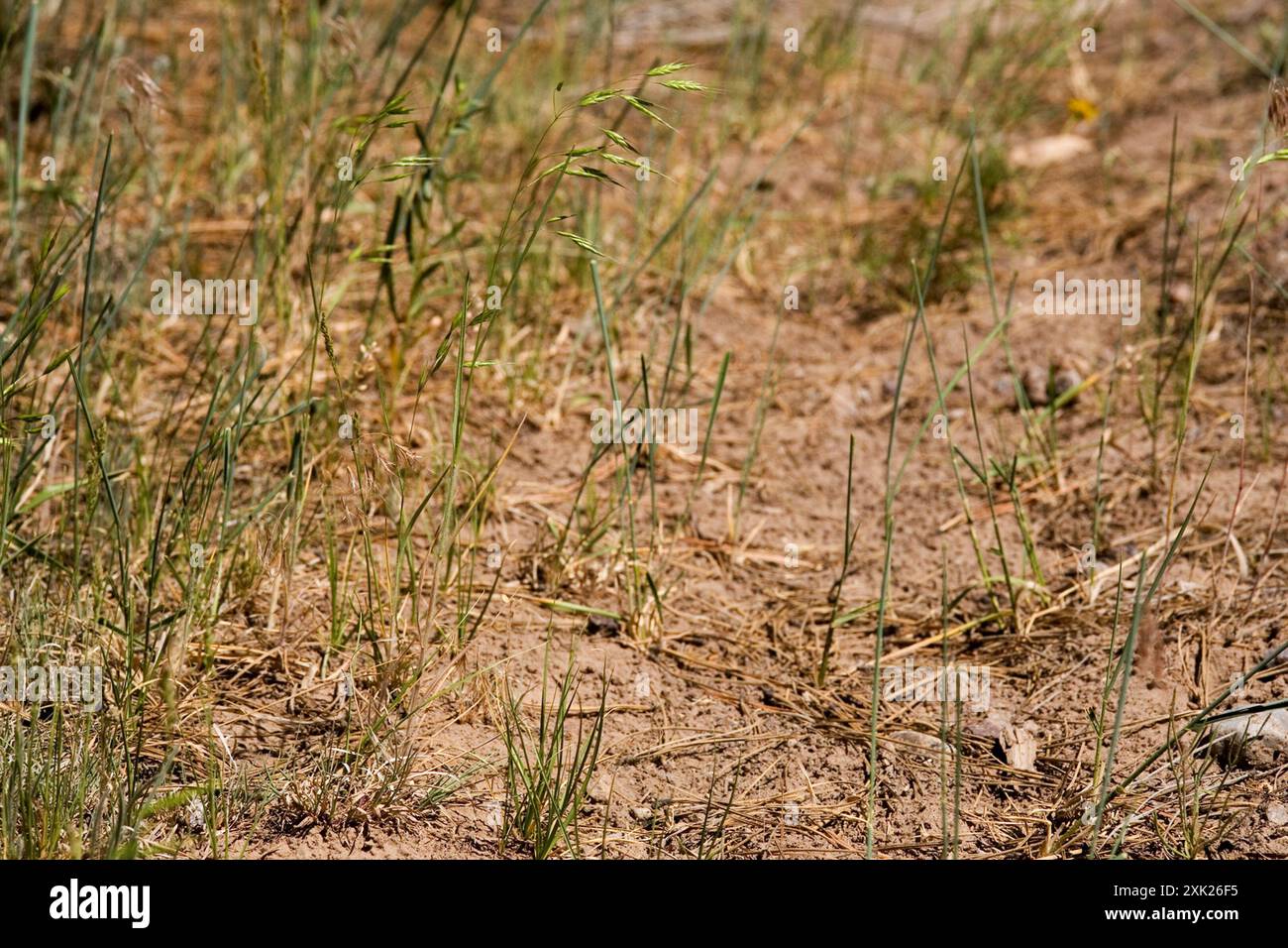 Japanese brome (Bromus japonicus) Plantae Stock Photo - Alamy