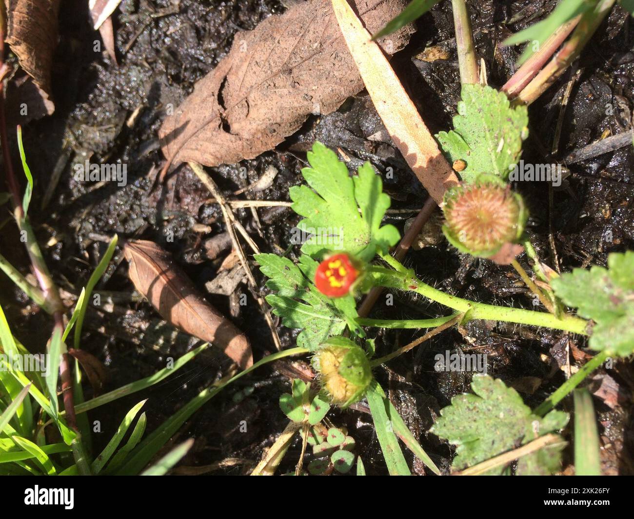 Carolina Bristlemallow (Modiola caroliniana) Plantae Stock Photo - Alamy