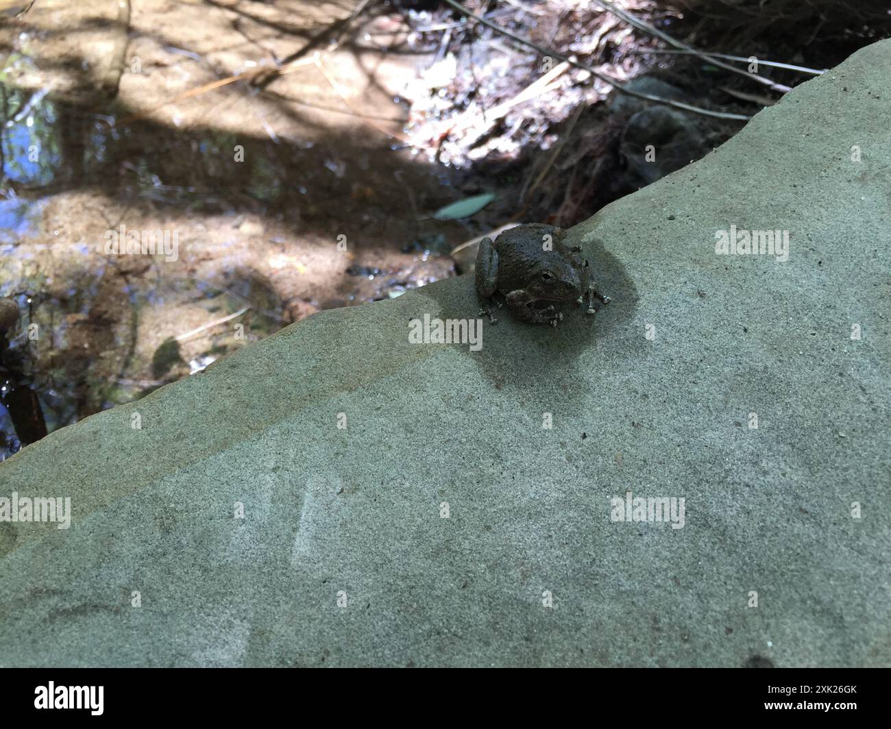 California Tree Frog (Pseudacris cadaverina) Amphibia Stock Photo - Alamy