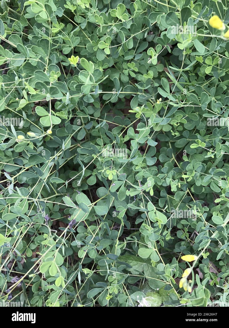 eastern wild indigo (Baptisia tinctoria) Plantae Stock Photo - Alamy