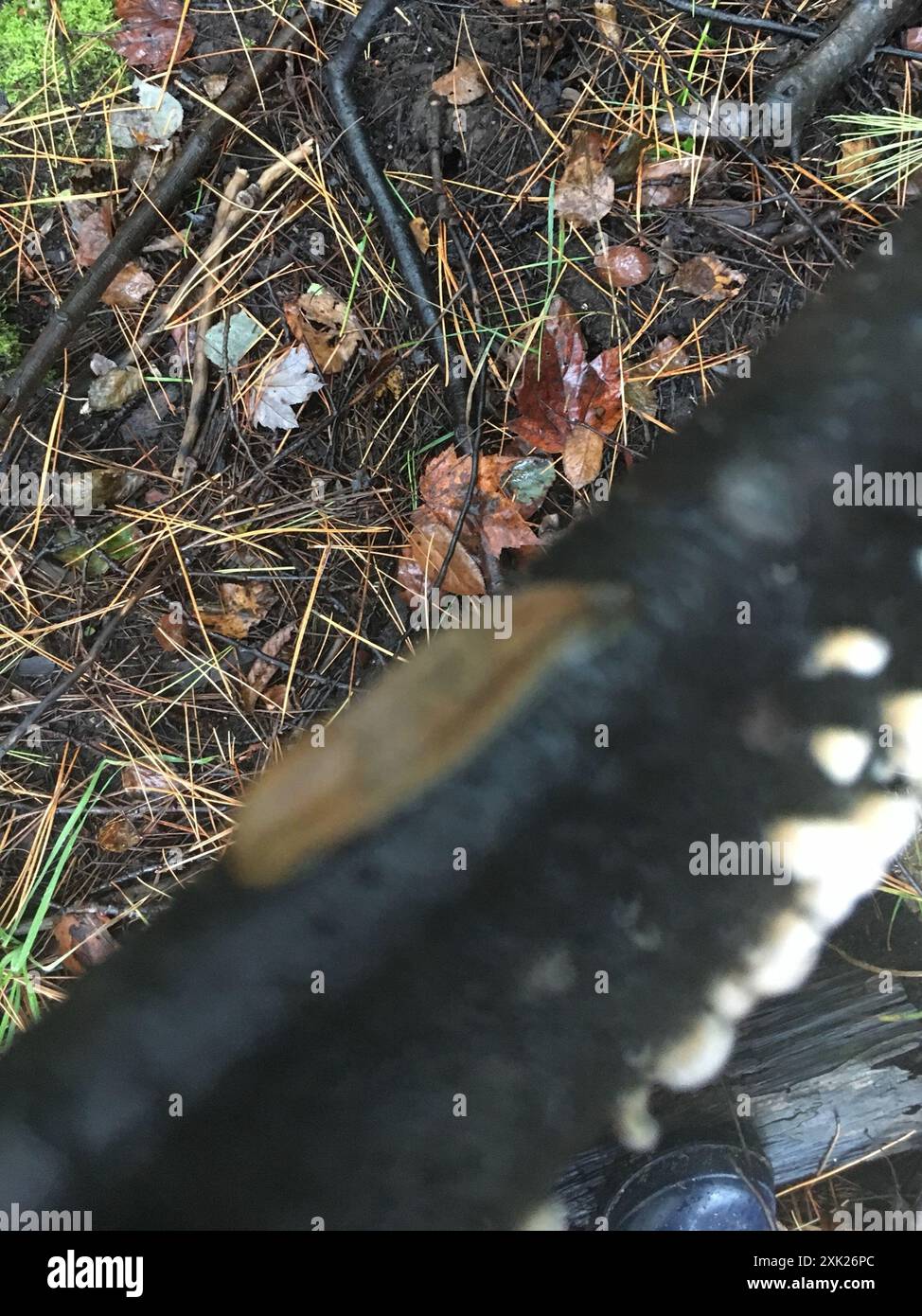Gastropods (Gastropoda) Mollusca Stock Photo - Alamy
