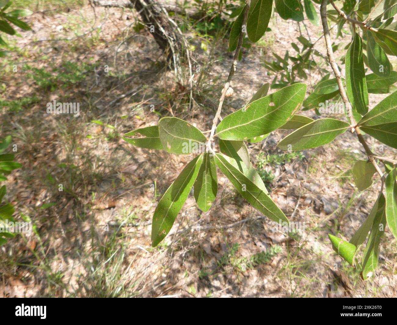 bluejack oak (Quercus incana) Plantae Stock Photo - Alamy
