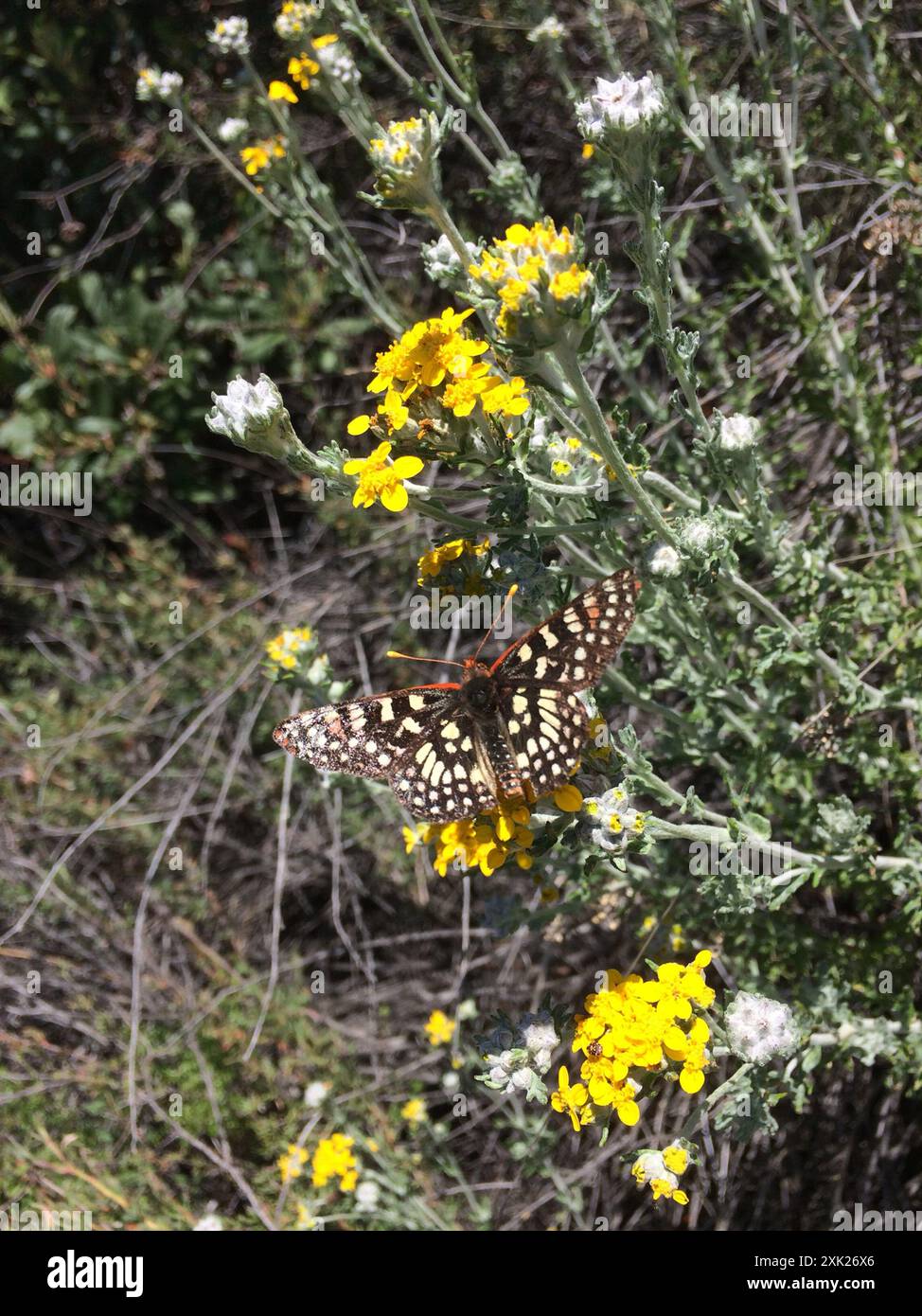 Variable Checkerspot (Euphydryas chalcedona) Insecta Stock Photo - Alamy